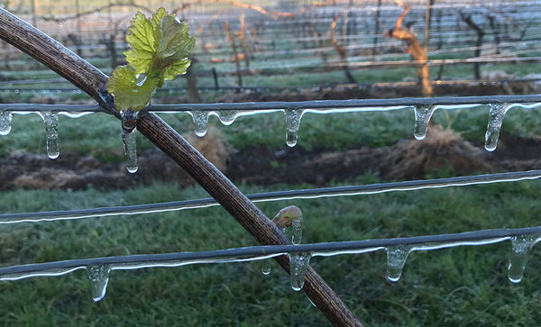 Successful frost protection with the new system – Chilworth Manor Vineyard
