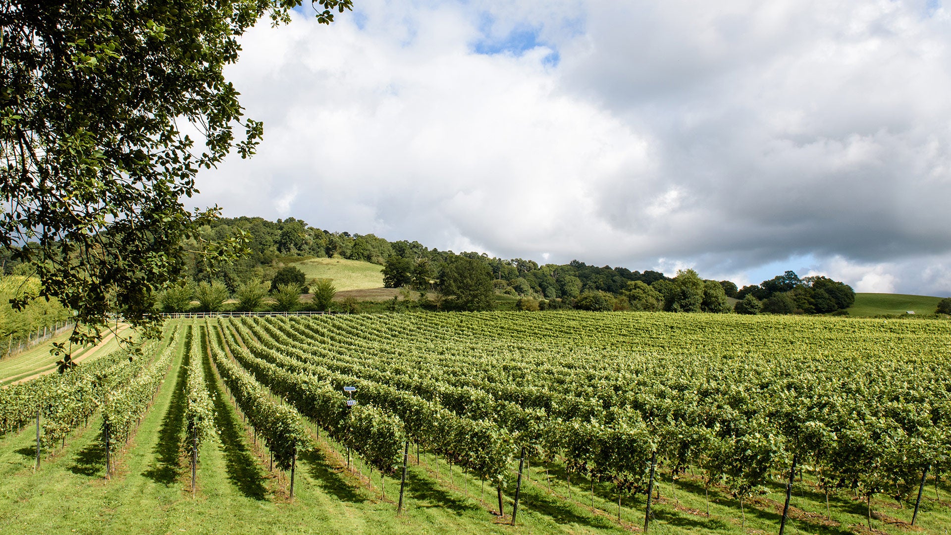 Talk, Tastings & Gardens – Chilworth Manor Vineyard