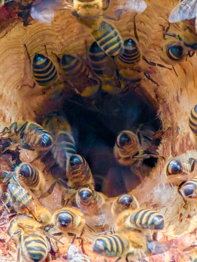 Biodiversity: Welcoming a new, natural bee installation to the slopes ...