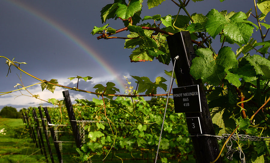 Events - At The Vineyard | Buy Tickets Online – Chilworth Manor Vineyard